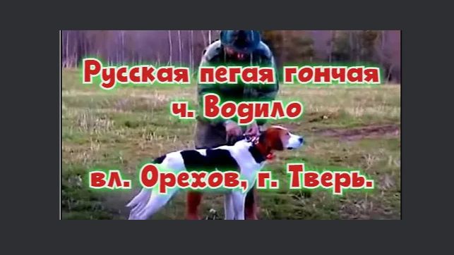 Русская пегая гончая  ч. Водило  вл. Орехов, г. Тверь.#охотасгончей#собака #животные #топ #hunting