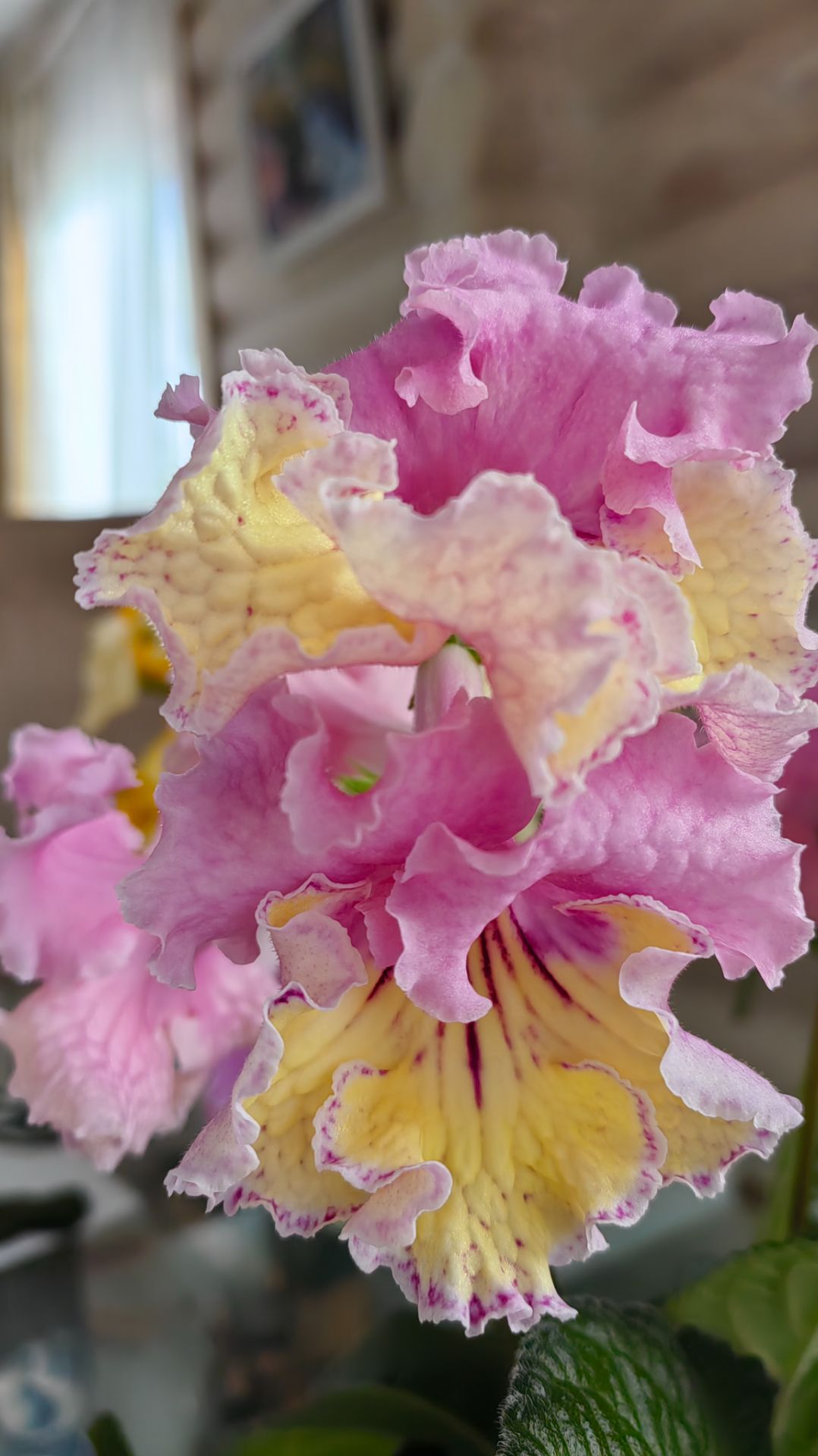 Стрептокарпус Любимая девочка