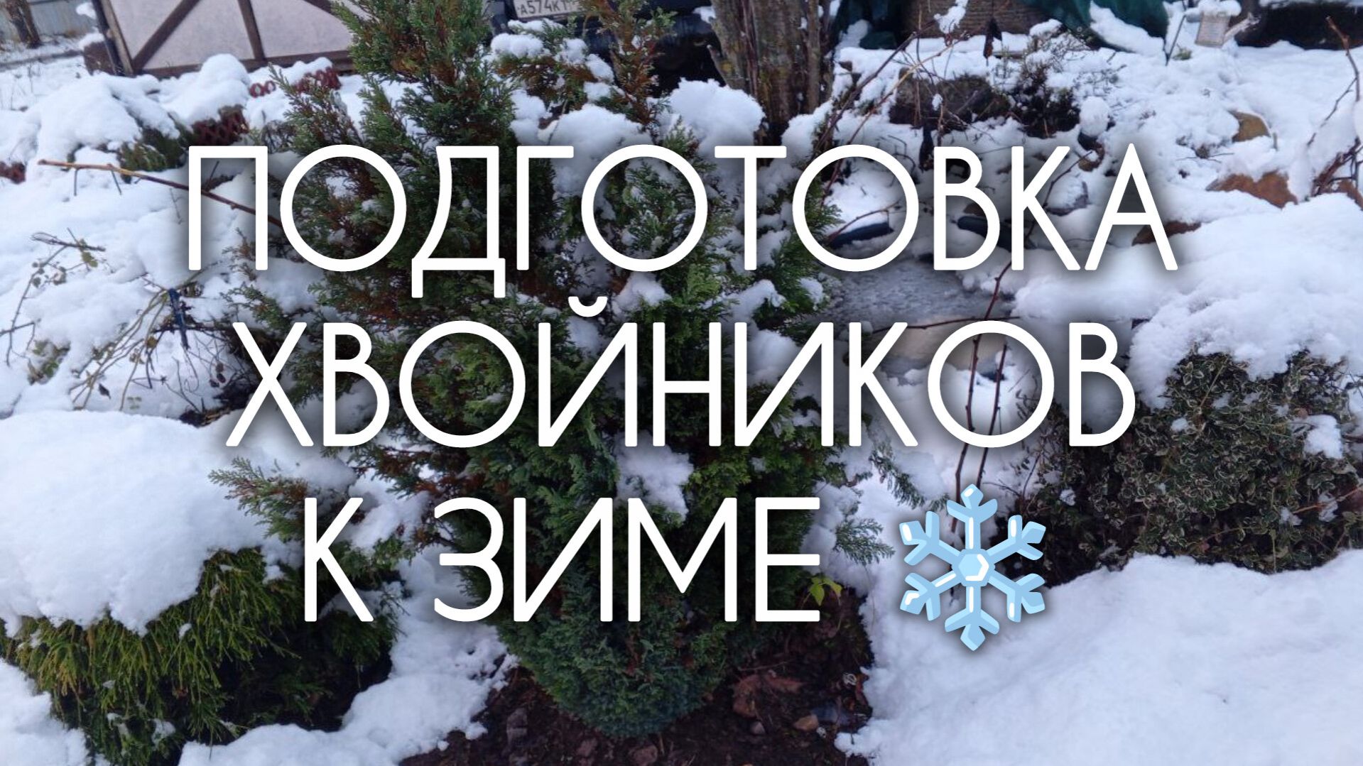 ПОДГОТОВКА ХВОЙНИКОВ К ЗИМЕ ❄️ Показываю, как делаю это я