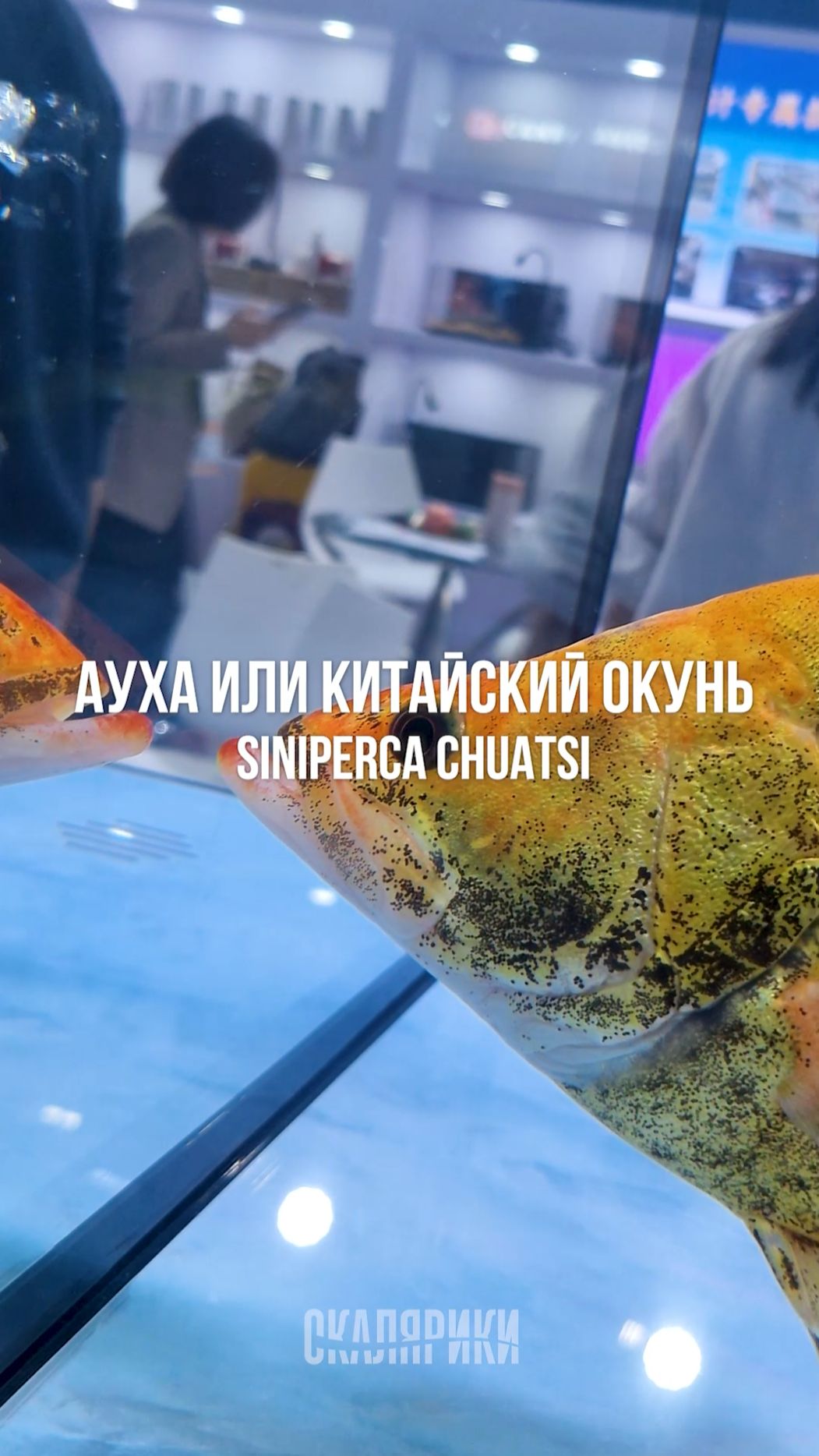 Ауха или китайский окунь (Siniperca chuatsi)