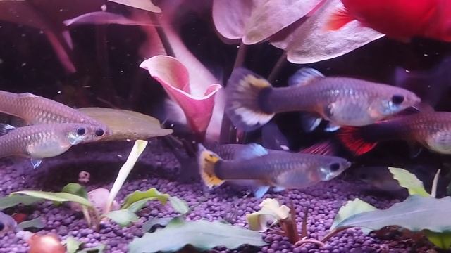 Сом альбинос