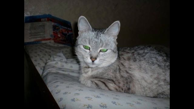 Марина Урусова. Юлия Барсиковна. Сколько у нас кошек