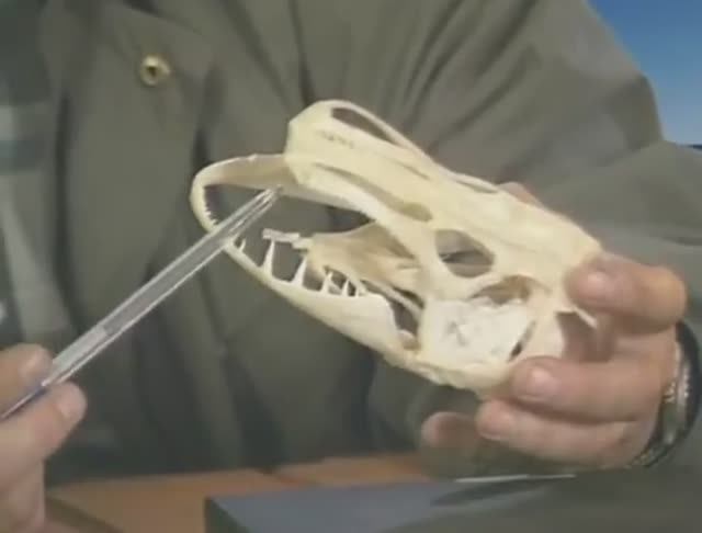 Когда и почему «болеет» и плохо ловится Обыкновенная щука (Northern pike) — Esox lucius ?