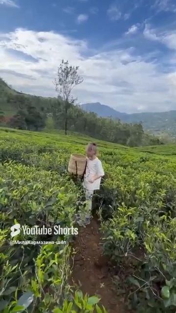 Шри Ланка. Юлечка на сборе чая