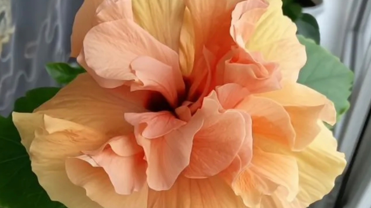 28-11-2025.Посадка черенков гибискуса  и пасынков фиалки.