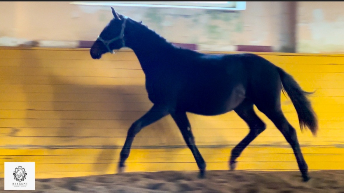 Кобыла Хэлла Вал WD, 2024 г.р. ВИДЕО ЯВЛЯЕТСЯ СОБСТВЕННОСТЬЮ КАНАЛА К/З «ВЕЕДЕРН»