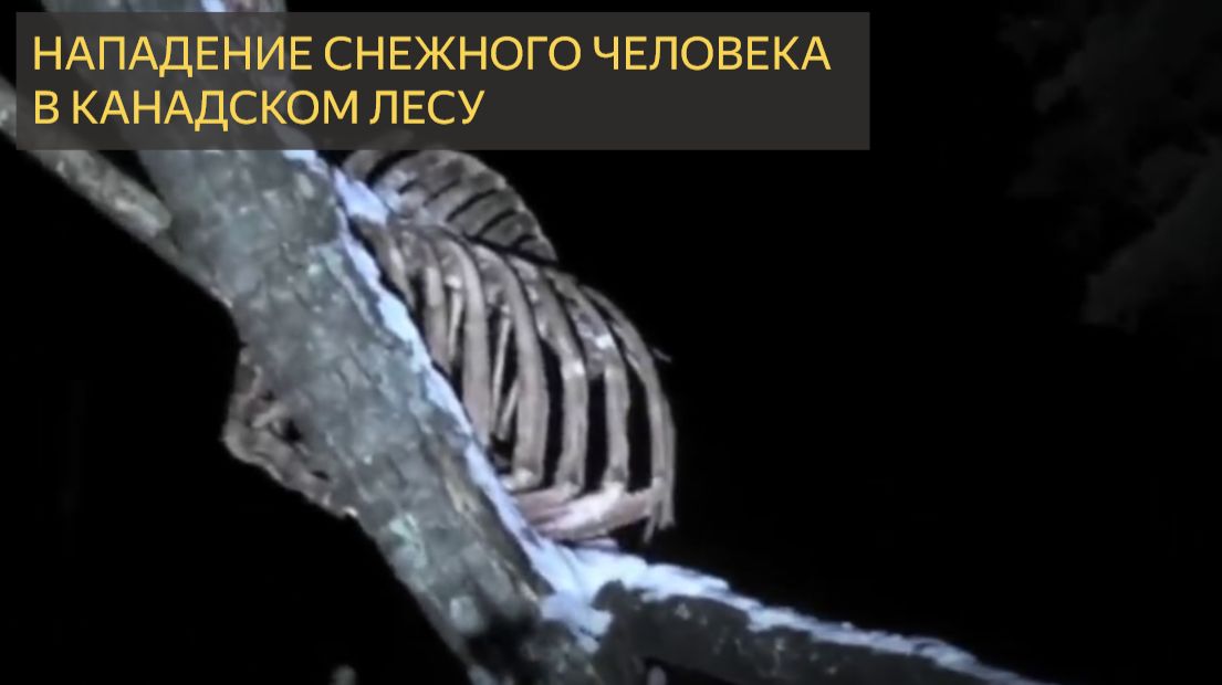 Нападение Снежного Человека В Канадском Лесу