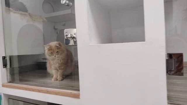 Комфорт Премиум в Cats' Room Happy Бирюлево