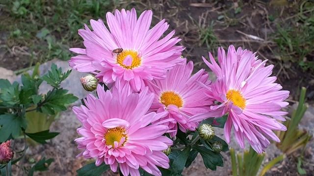 хризантема розовая ромашка