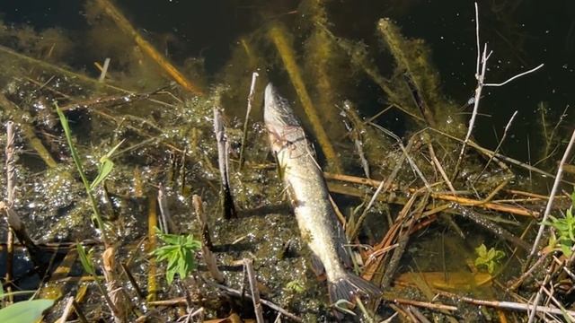 Рыбалка на хищника в обеденный перерыв у суда. Ловим щуку на реке Аксай, - «эта работа мечты»)))