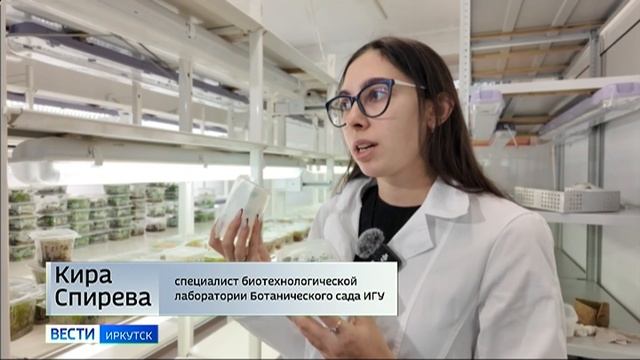 Ученые ИГУ возрождают вымирающие виды лекарственных растений