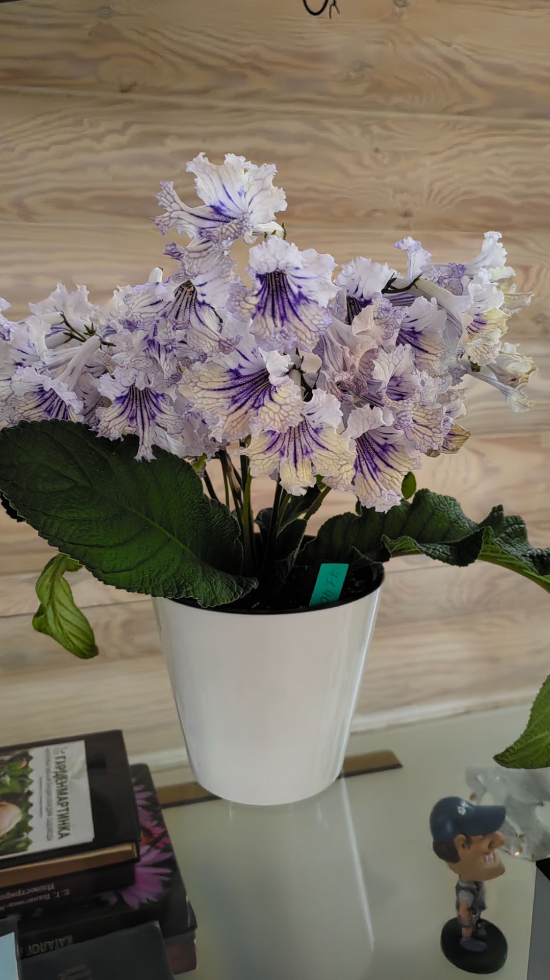 Стрептокарпус 7140 Piknic