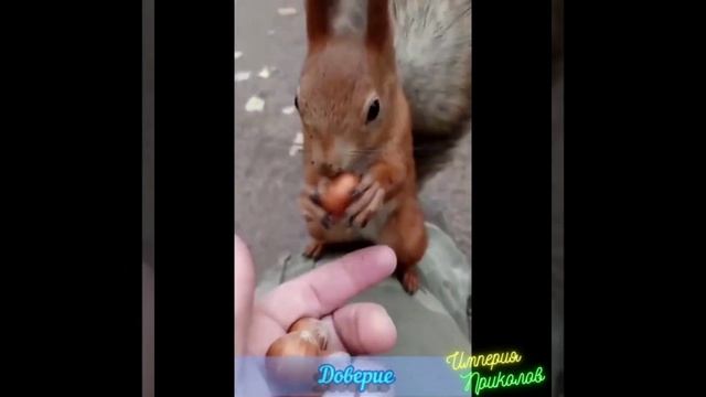 Птички, Бурундуки, Белка и Лошадка!