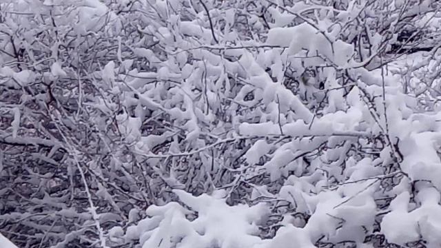 Доброе снежное  утро!