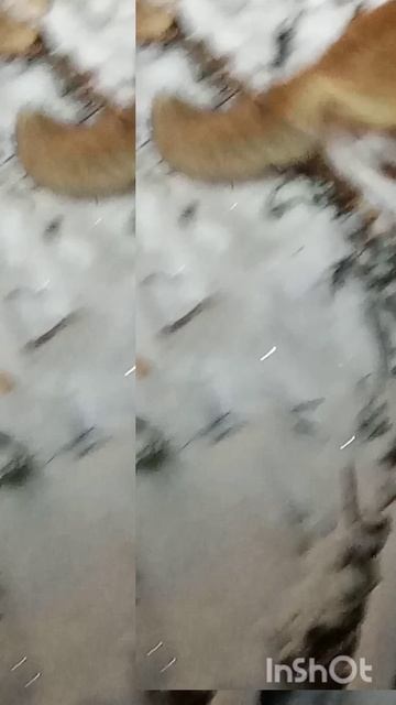 Лиса попрошайка.