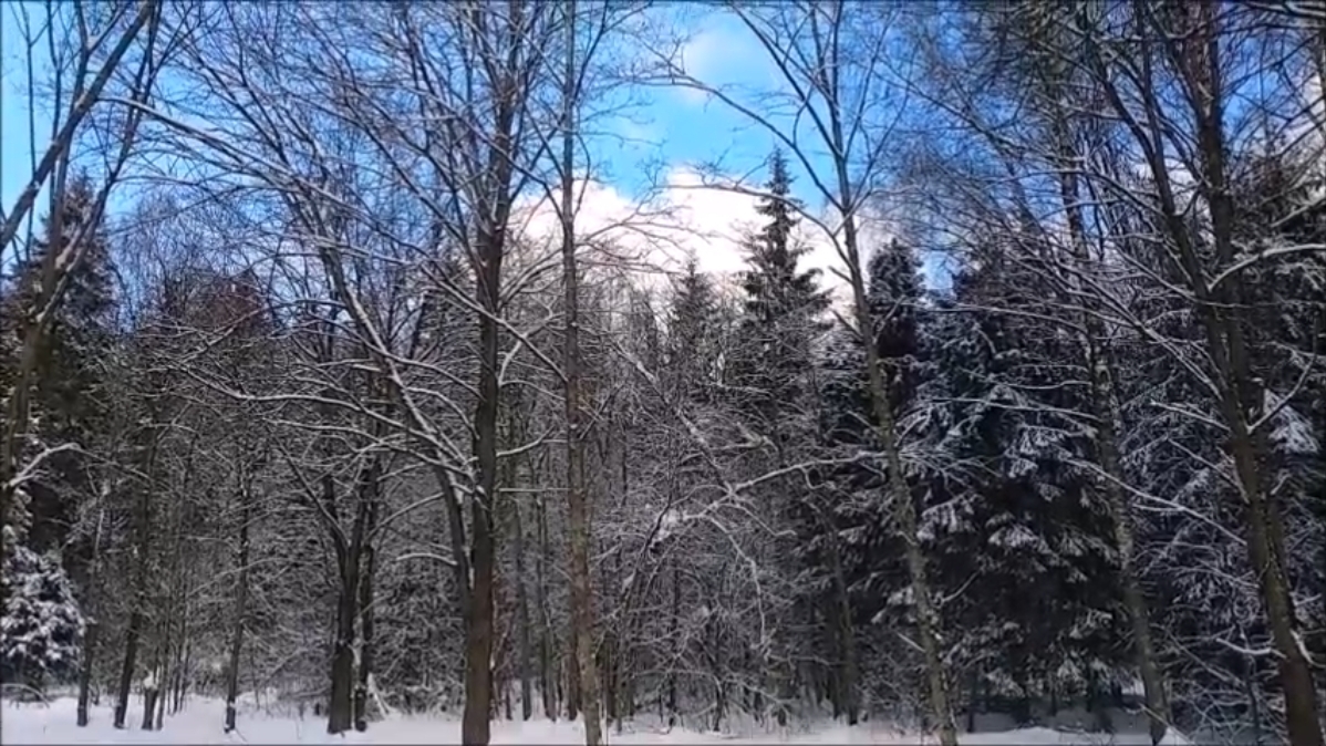 Лесная колыбель 🌲