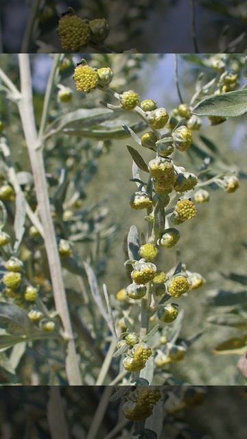 Насекомое, породившее во Франции культурный феномен