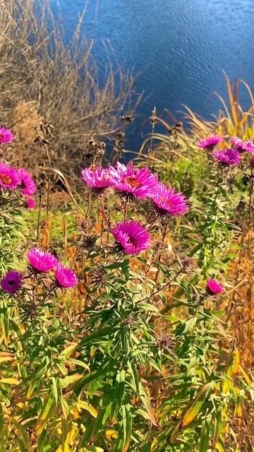 Астры у пруда