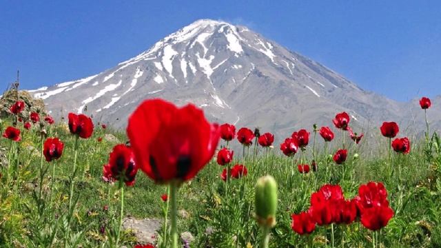 Жене Афганца