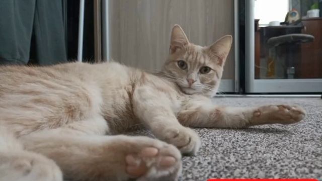 Три собаки нашли трёх котят в траве.Один из них,рыжий,живёт теперь в семье.