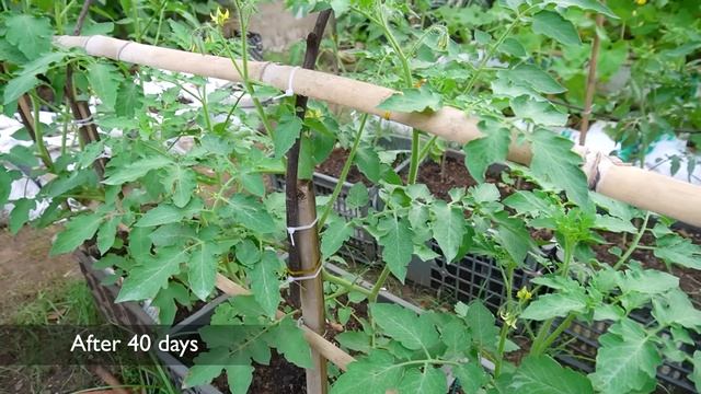 Помидоры (томаты). Способ выращивания №1. / 26.12.2023