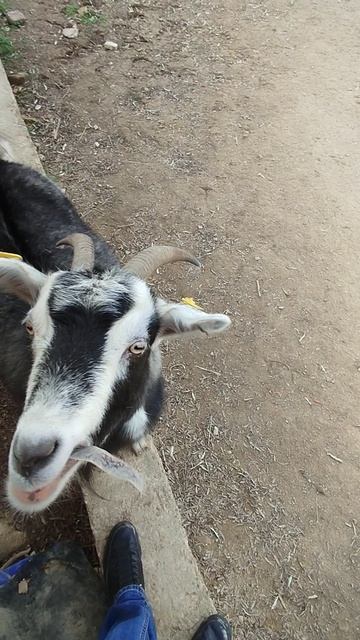 Коза, просто коза