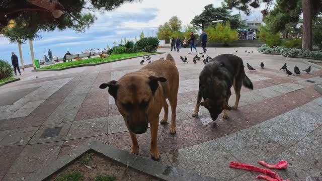 Покормили СОБАК на набережной Рыжик с КОМФОРТОМ едет домой.ЯЛТА в ноябре.Крым сегодня