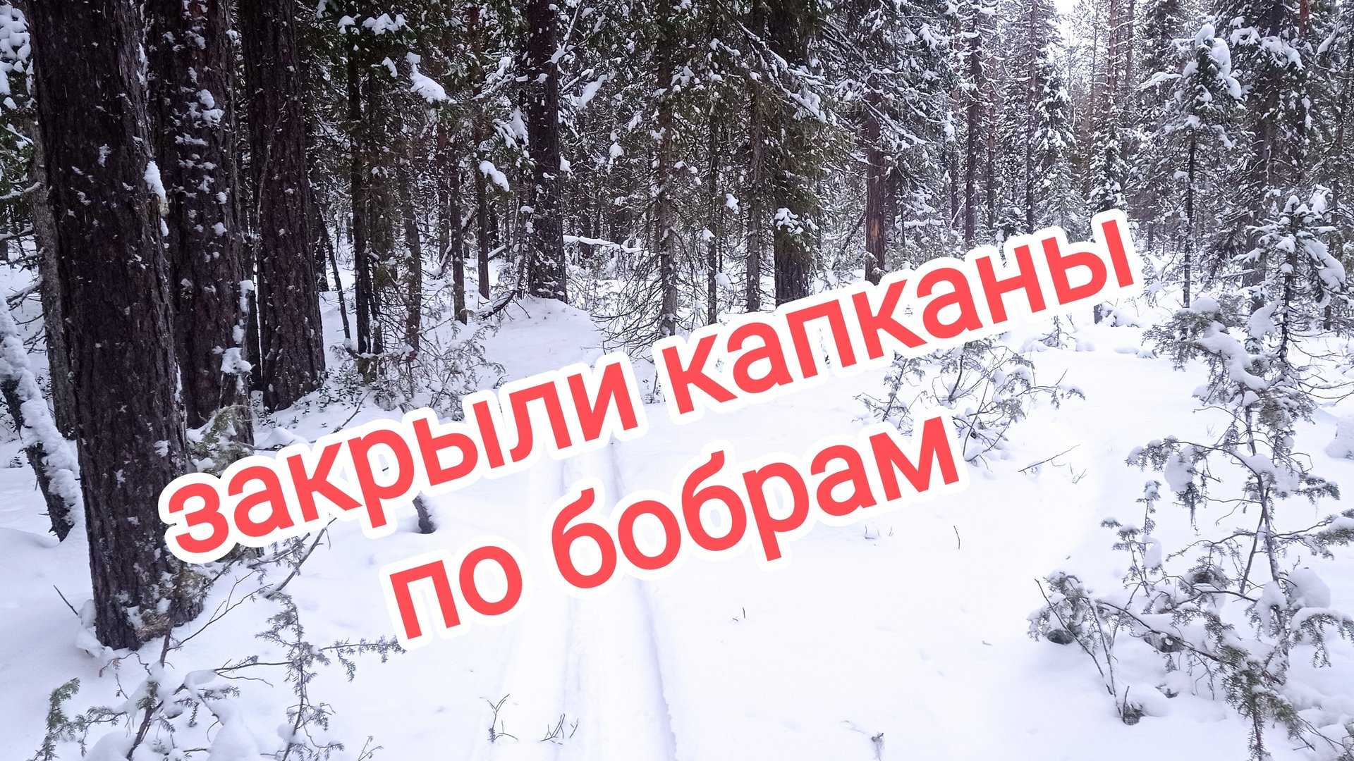 Закрытие капканов по бобрам.