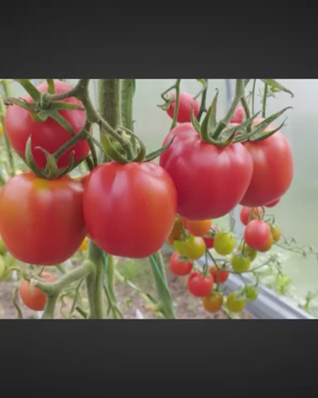 Томат Штраух    т. 89229284031