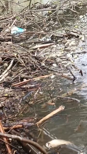 #229 Артём и тухлая рыба (отрывок из Пустошь - 3 сезон 2 серия)