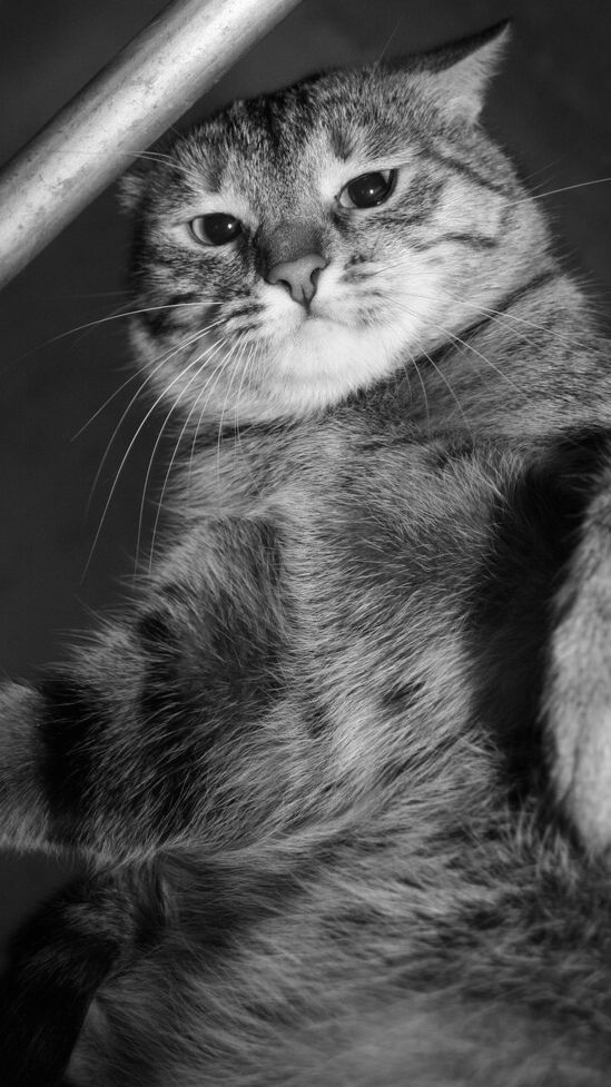 Манифест Одиночки. Ромодан 2