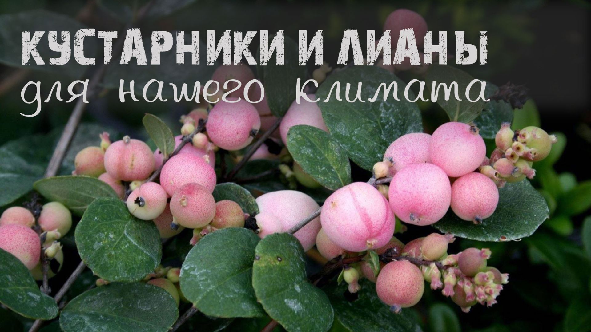 Кустарники и лианы для нашего сада.