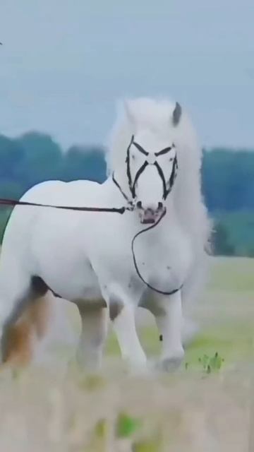 Ой да не вечер