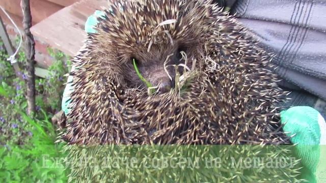 Лесной ежик у меня на даче: какая польза от такого соседа