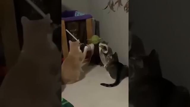 🐕Пушистый Микс🐱