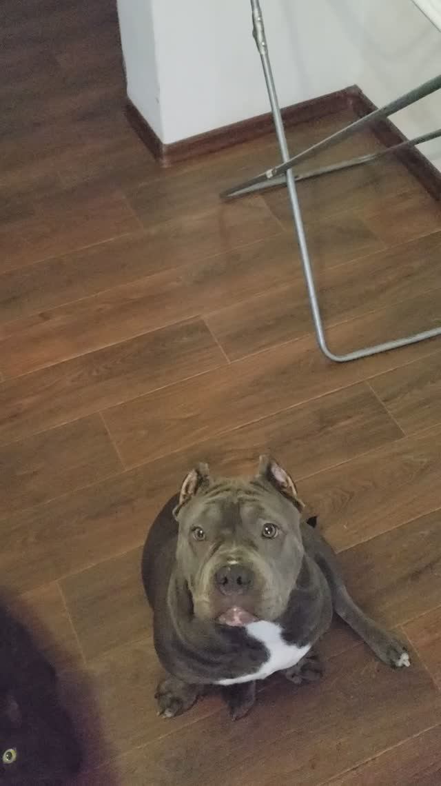 Кузя-сидеть!