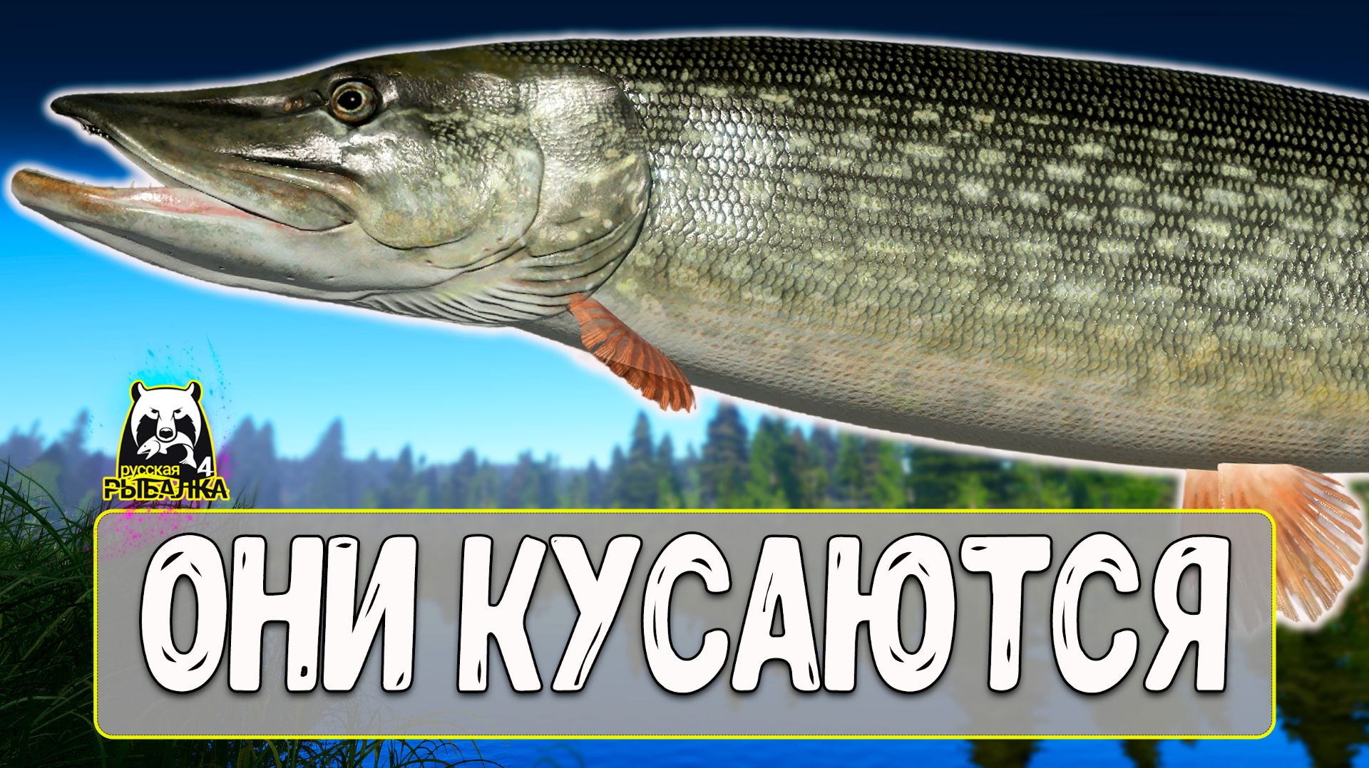 Эти зубатки могут атаковать резко #рр4