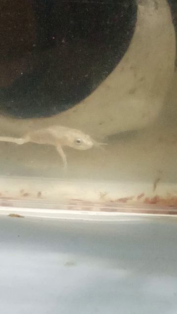 Когтеносец Бёттгера. Hymenochirus boettgeri.