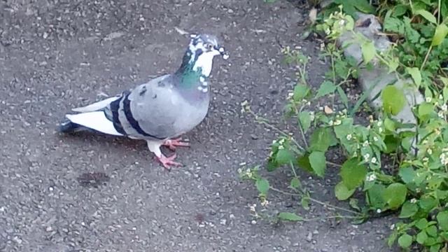 Голубь ест.