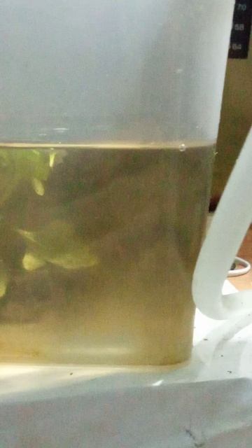 Когтеносец Бёттгера. Hymenochirus boettgeri