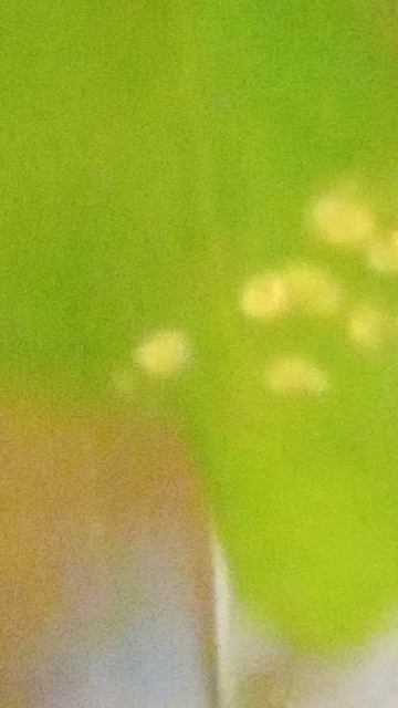 Икра водяной улитки.