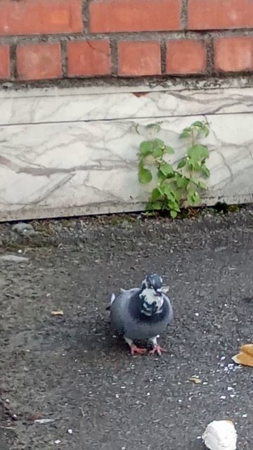 Голубь ест.