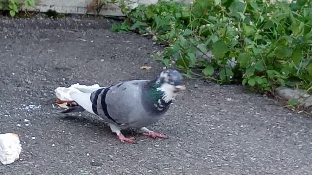 Голубь ест