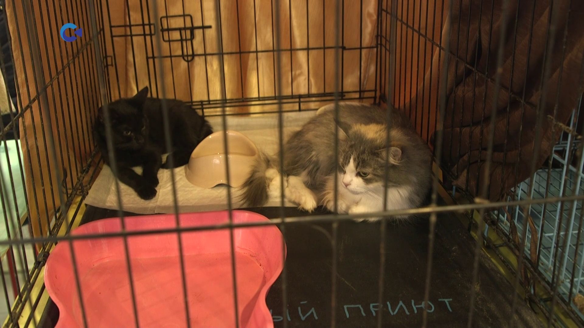 6 декабря в Петрозаводске пройдёт выставка-раздача кошек «Тёплые коты»