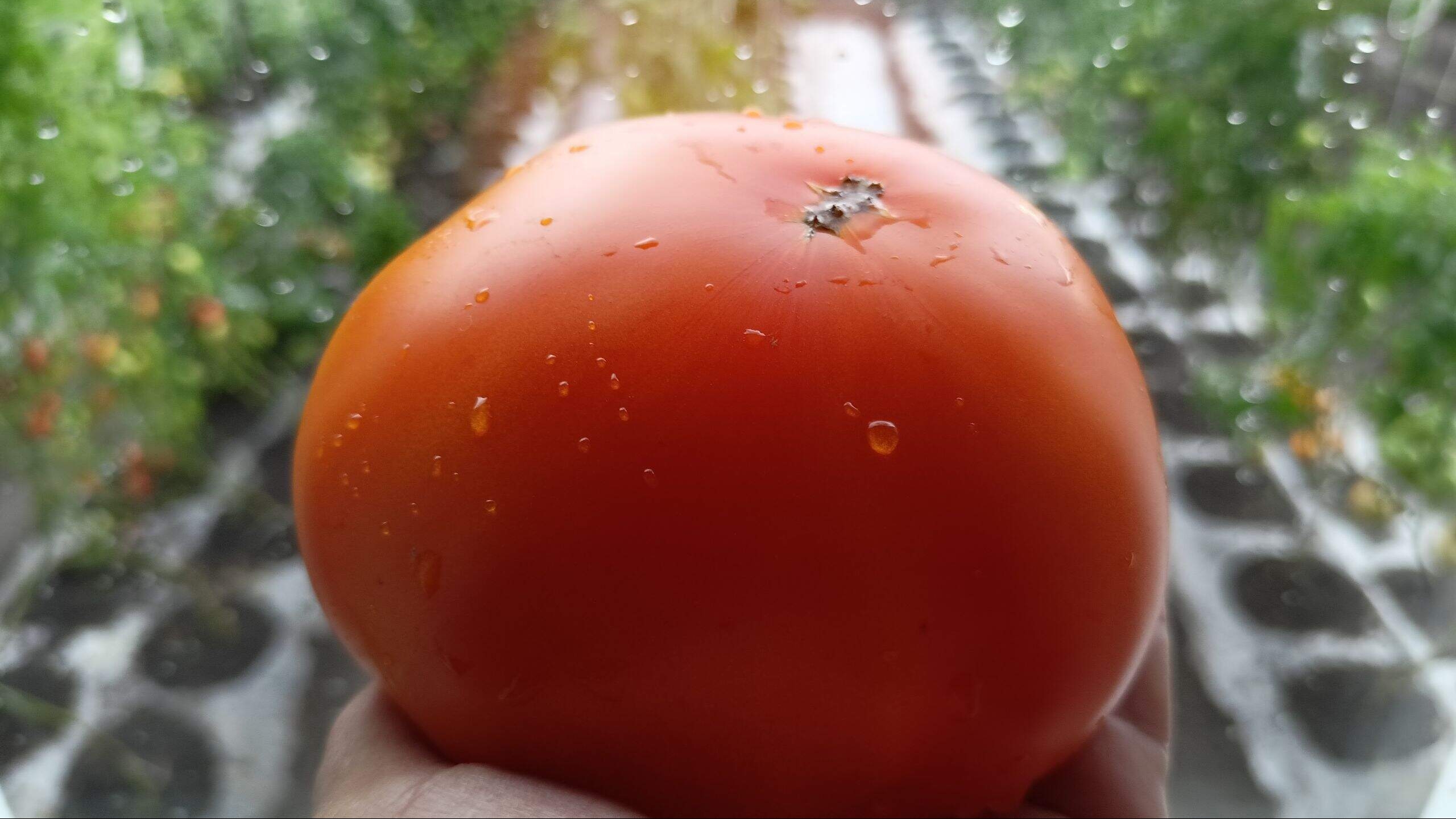 Томат коллекционный Невис с Азорских островов