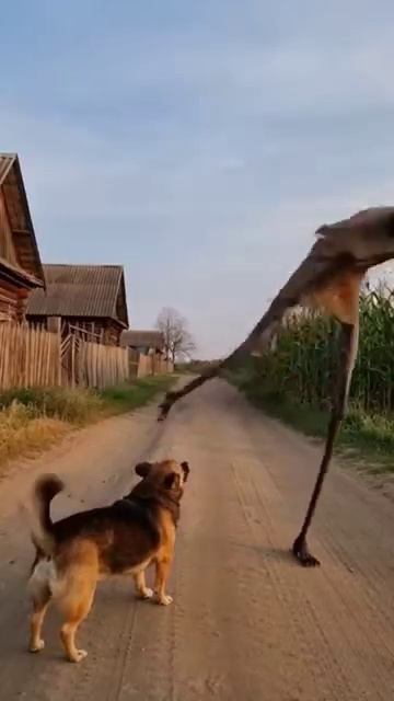 перевёртыш пришёл rek юмор деревня sora2 прикол [get.gt]