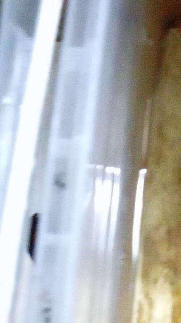 Когтеносец Бёттгера. Hymenochirus boettgeri