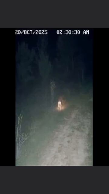 необъяснимое явление. Что это?