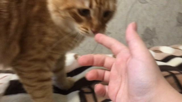 ЭКСПЕРИМЕНТ С КОТОМ МУРЫШОМ.  ХЛЕБ, СЫР И КОЛБАСКА VS КОТИК. ЧЕЛЛЕНДЖ ДЛЯ ЗРИТЕЛЕЙ!