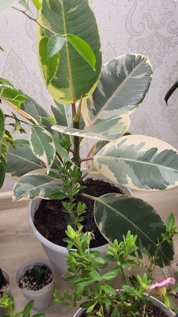 Чем подкормить комнатные цветы